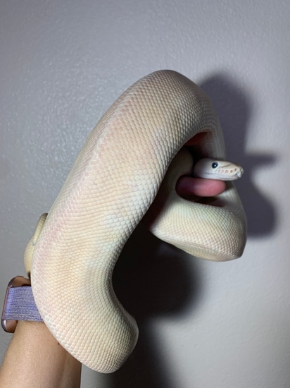 Banana Cinnamon Pinstripe Super Pastel Lesser Ball Python by Edenic Serpent