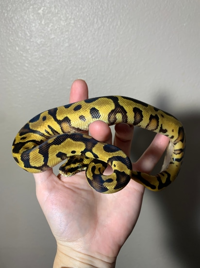 Enchi Leopard Pastel 100% Het Clown Ball Python by Edenic Serpent