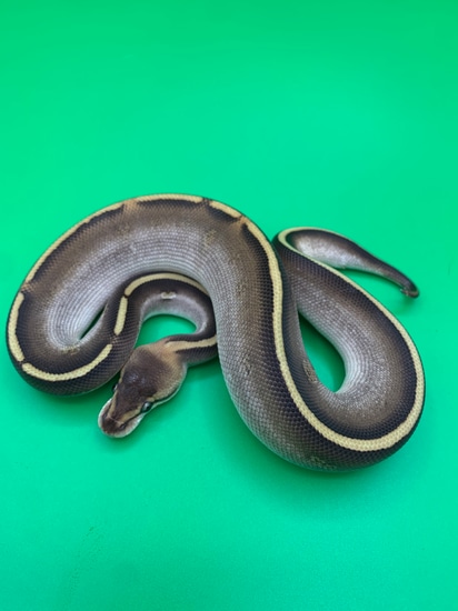 Stranger Wookie Lesser 50% Het Pied Ball Python by Edenic Serpent