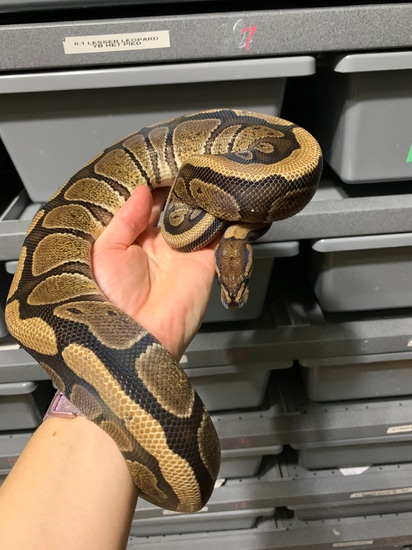 Red Stripe 100% Het Clown Ball Python by Edenic Serpent