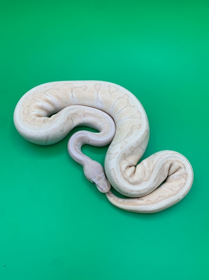 Banana Lesser Pastel Pinstripe Ball Python by Edenic Serpent