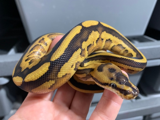 Leopard Super Stripe Or Super Spector Ball Python by Edenic Serpent