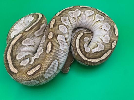 Bongo Lesser Cinnamon Ball Python by Edenic Serpent