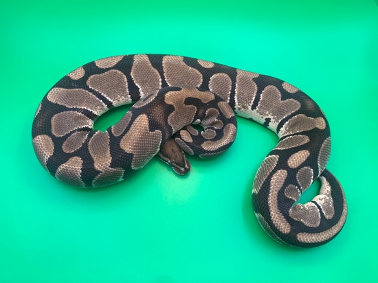 Orange Dream Ball Python by Edenic Serpent