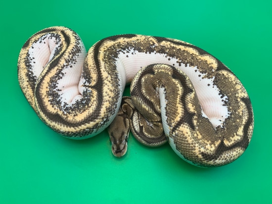 Orange Dream Yellow Belly Calico Spider Ball Python by Edenic Serpent
