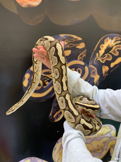Fire Yellow Belly Ball Python by Edenic Serpent