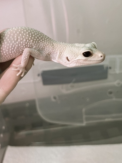 Female Leopard Gecko - Pet Only - No Breed Contract - Mack Snow ...