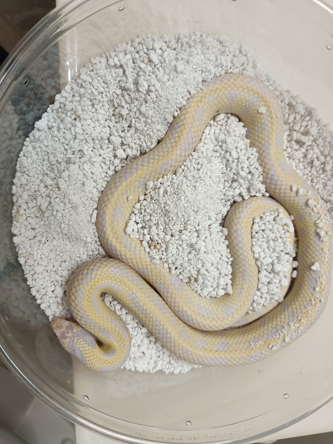 Albino Banana Kingsnake California Kingsnake by Leon's Reptiles - MorphMarket