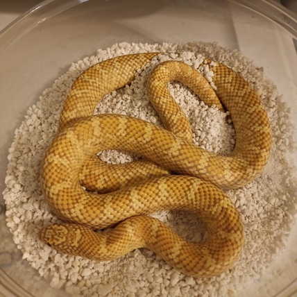 Leon's Reptiles - MorphMarket