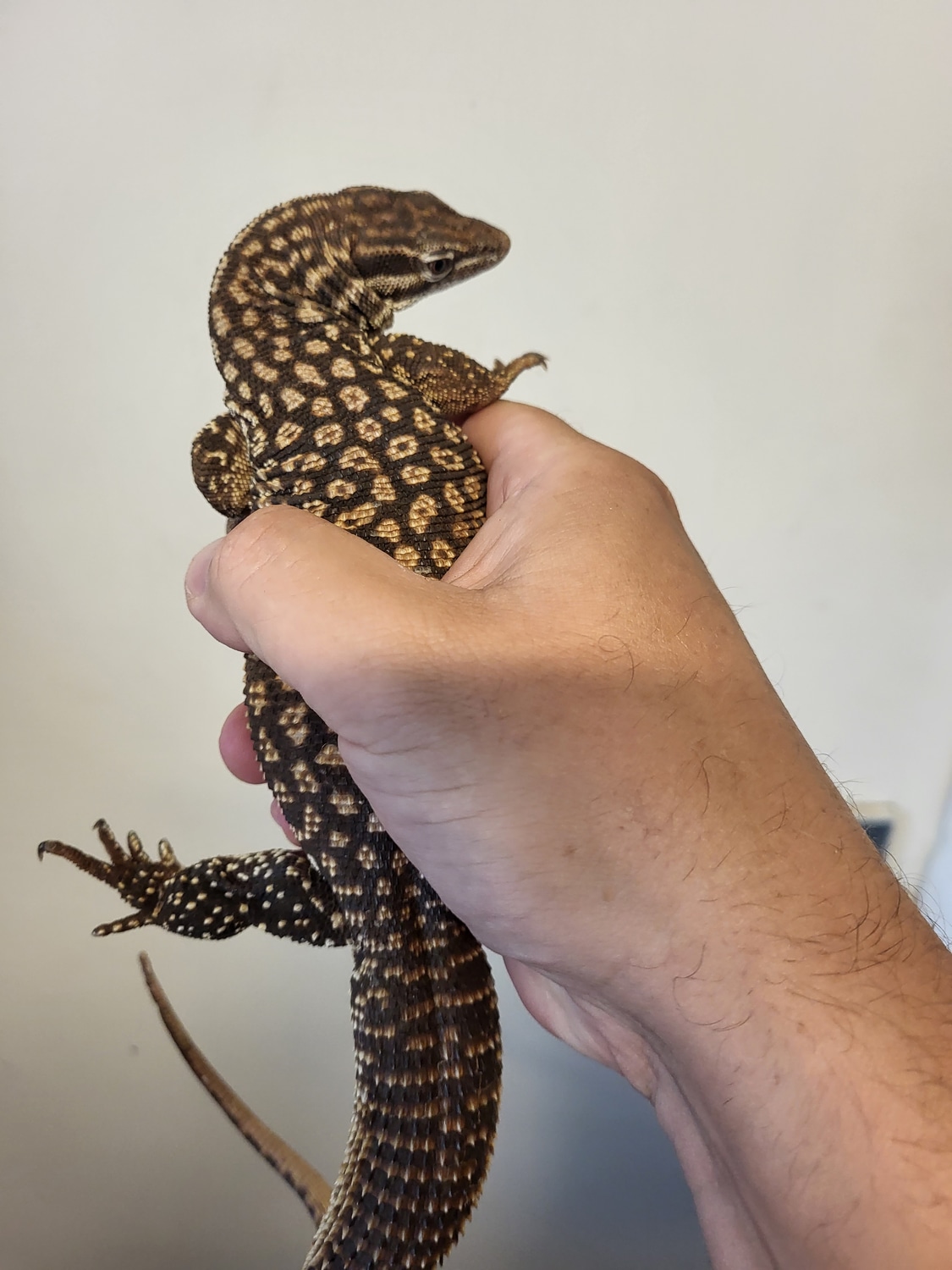 Ackie Yellow Monitor Spiny-Tailed Monitor by Reptileshed - MorphMarket