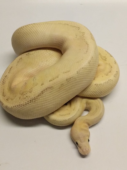 Emperor Pinstripe Brite Ball Python by Tkoreptiles