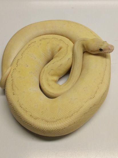 Emperor Pinstripe Brite Ball Python by Tkoreptiles