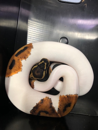 High White Pied Royal Python Ball Python by Prestige pythons