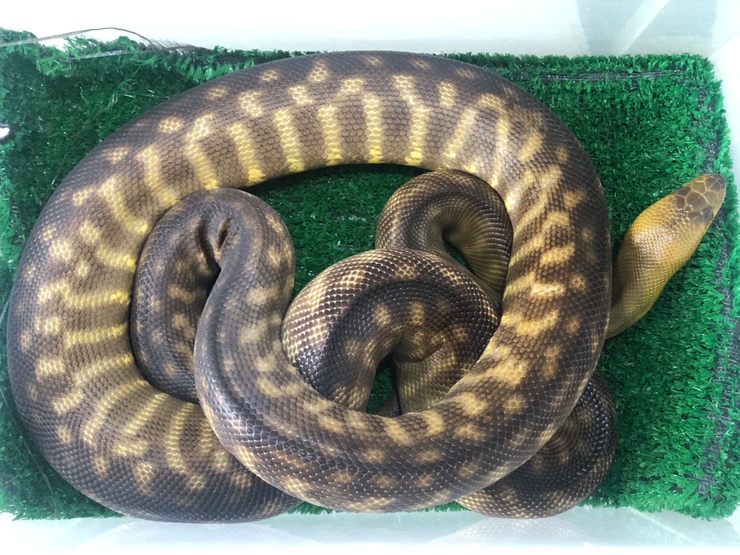 Woma Python by Prestige pythons - MorphMarket