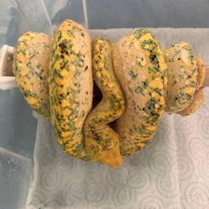 Prestige pythons - MorphMarket