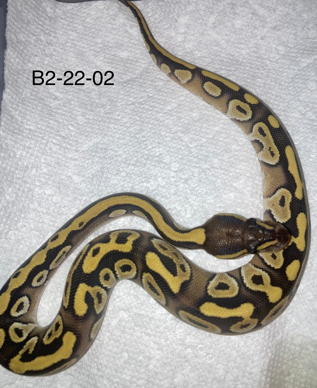 Mystic Ball Python by Wright Choice Reptiles - MorphMarket