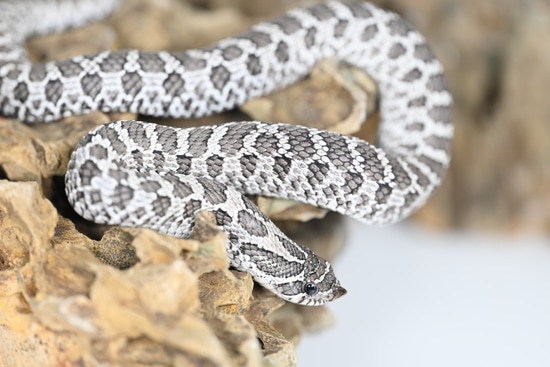 Axanthic Het Snow-pos Arctic Western Hognose by HippieBeeGardens
