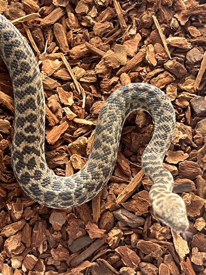 Unrelated - Sub Adult - Spotted Python (PAIR)-Free Shipping by ...