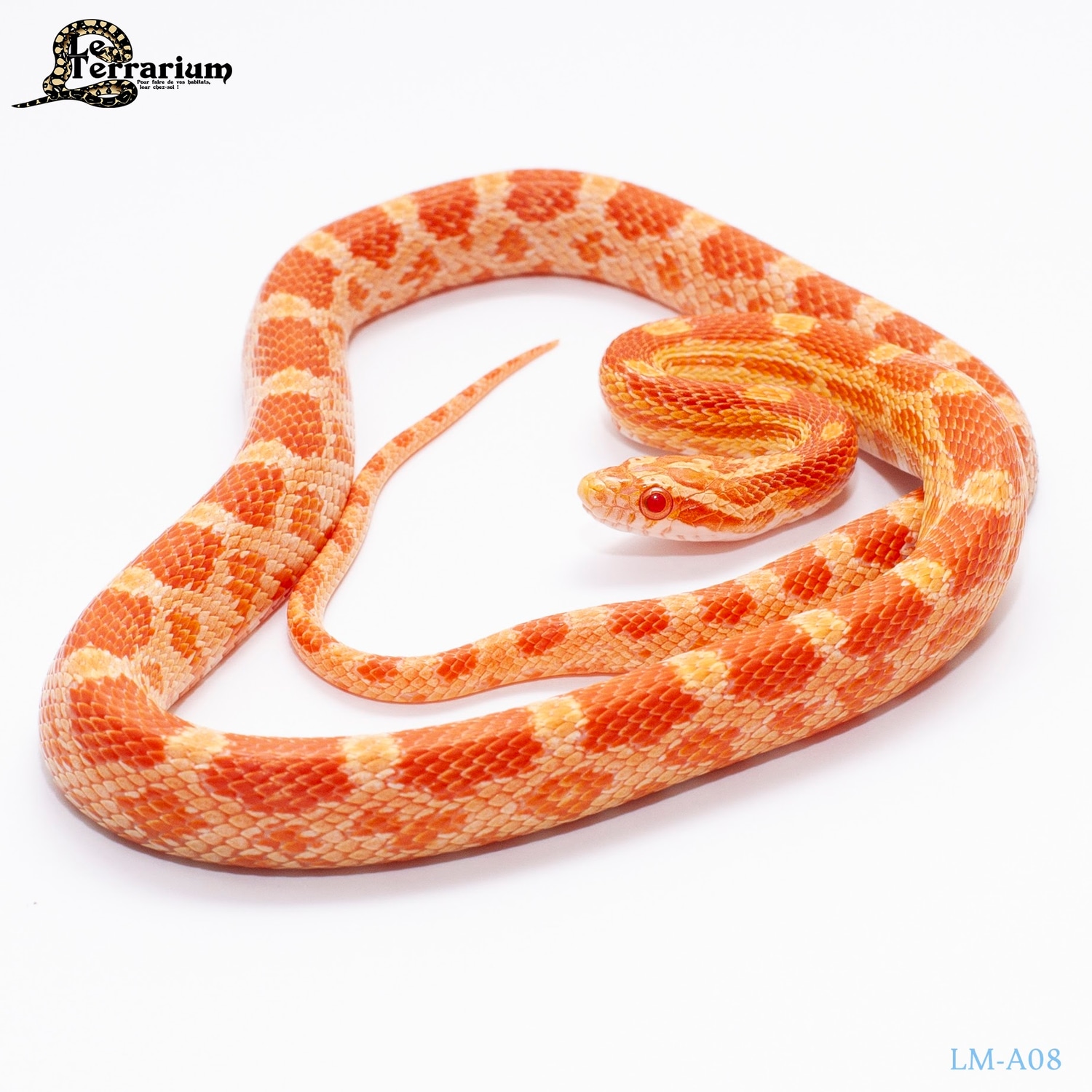 Amel Het Caramot Anery Corn Snake by LeTerrarium - MorphMarket