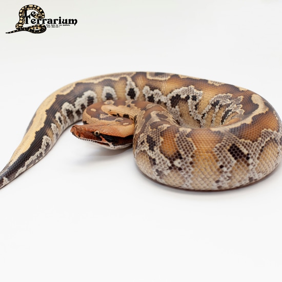 Matrix Het Blue Ghost Borneo Short-Tailed Python by LeTerrarium