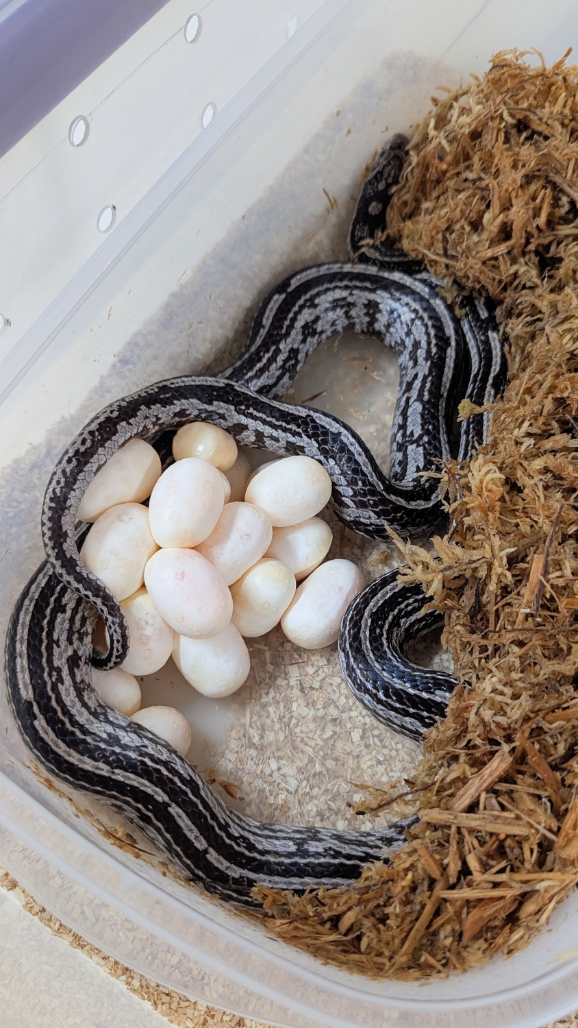 Corn Snake Clutch: WI-C by LeTerrarium - MorphMarket