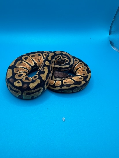 Pastel Het Cryptic Or Het Clown 50% Het DG Ball Python by Twisted Steel ...