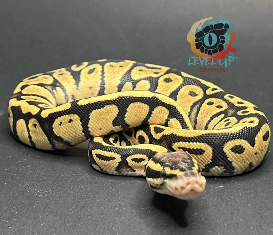 FireFly Ball Python by Level Up Reptiles