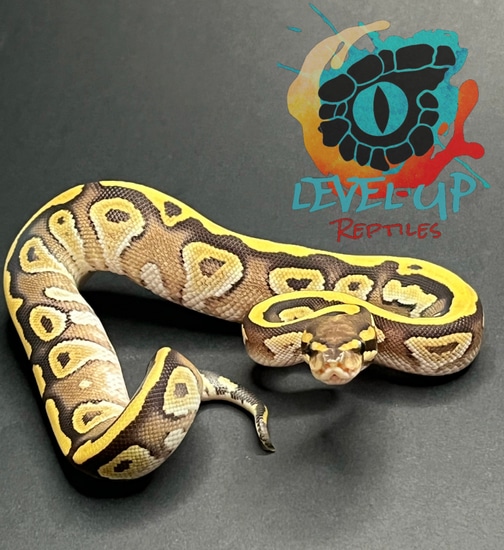 Mojave Fire Ball Python by Level Up Reptiles