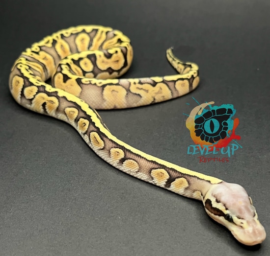 Firefly GHI Ball Python by Level Up Reptiles