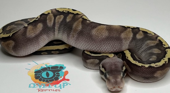 GHI Mojave Pastel Pos Fire Ball Python by Level Up Reptiles