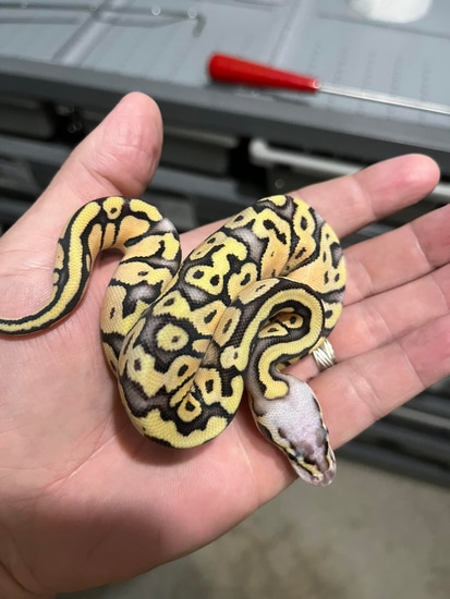 Superfly Ball Python by Level Up Reptiles