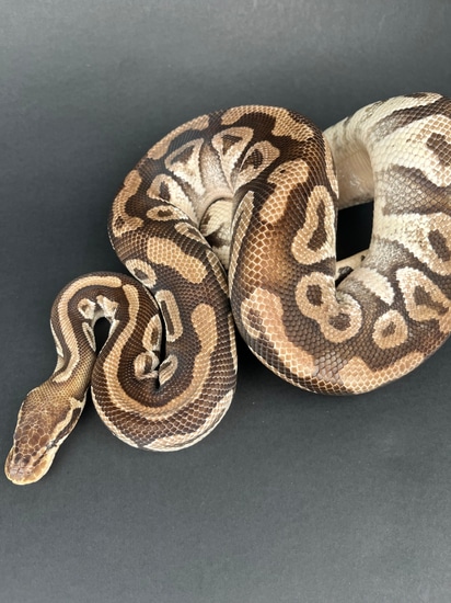 RTB Mojave Pastel Ball Python by Level Up Reptiles
