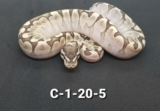 Bamboo Ball Python by Leveled Up Exotics