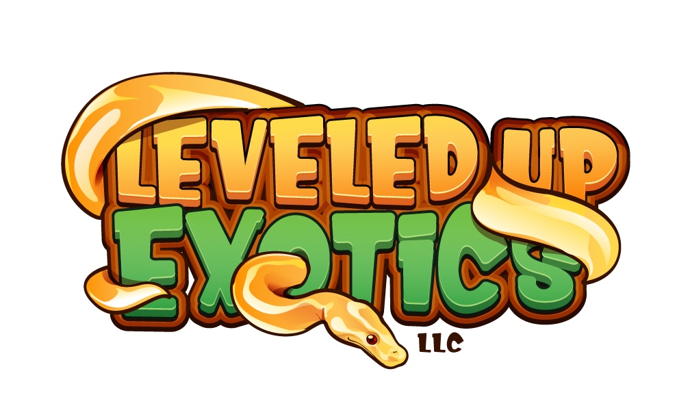 Ball Python Clutch: C-8-21-4 by Leveled Up Exotics - MorphMarket