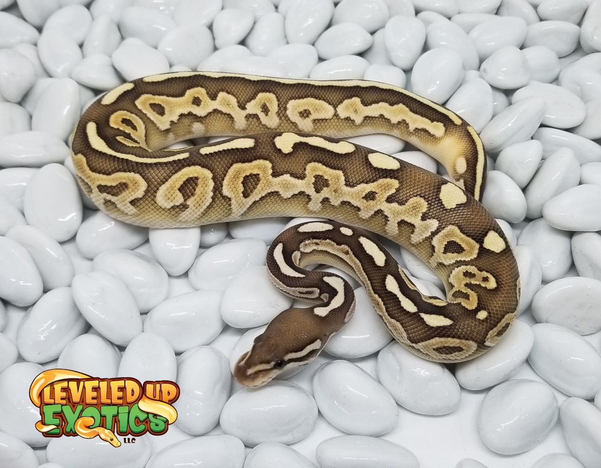 Cinnamon Lesser Ball Python by Leveled Up Exotics - MorphMarket