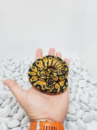 2021 Male Pastel Het Clown Ball Python by Leveled Up Exotics