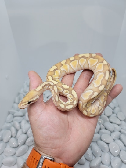 Lesser Banana Ball Python by Leveled Up Exotics