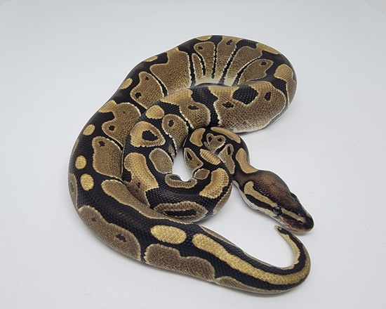 Normal Ball Python by Leveled Up Exotics
