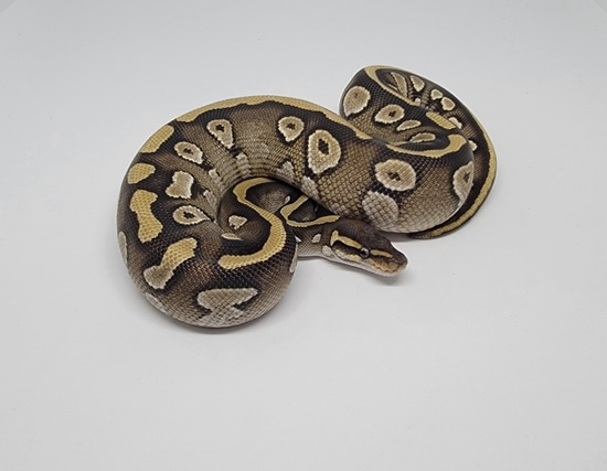 Mojave YB Ball Python by Leveled Up Exotics