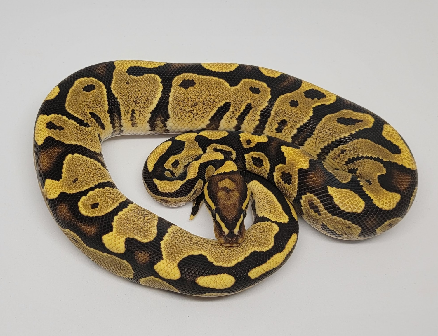 Fire Ball Python by Leveled Up Exotics - MorphMarket