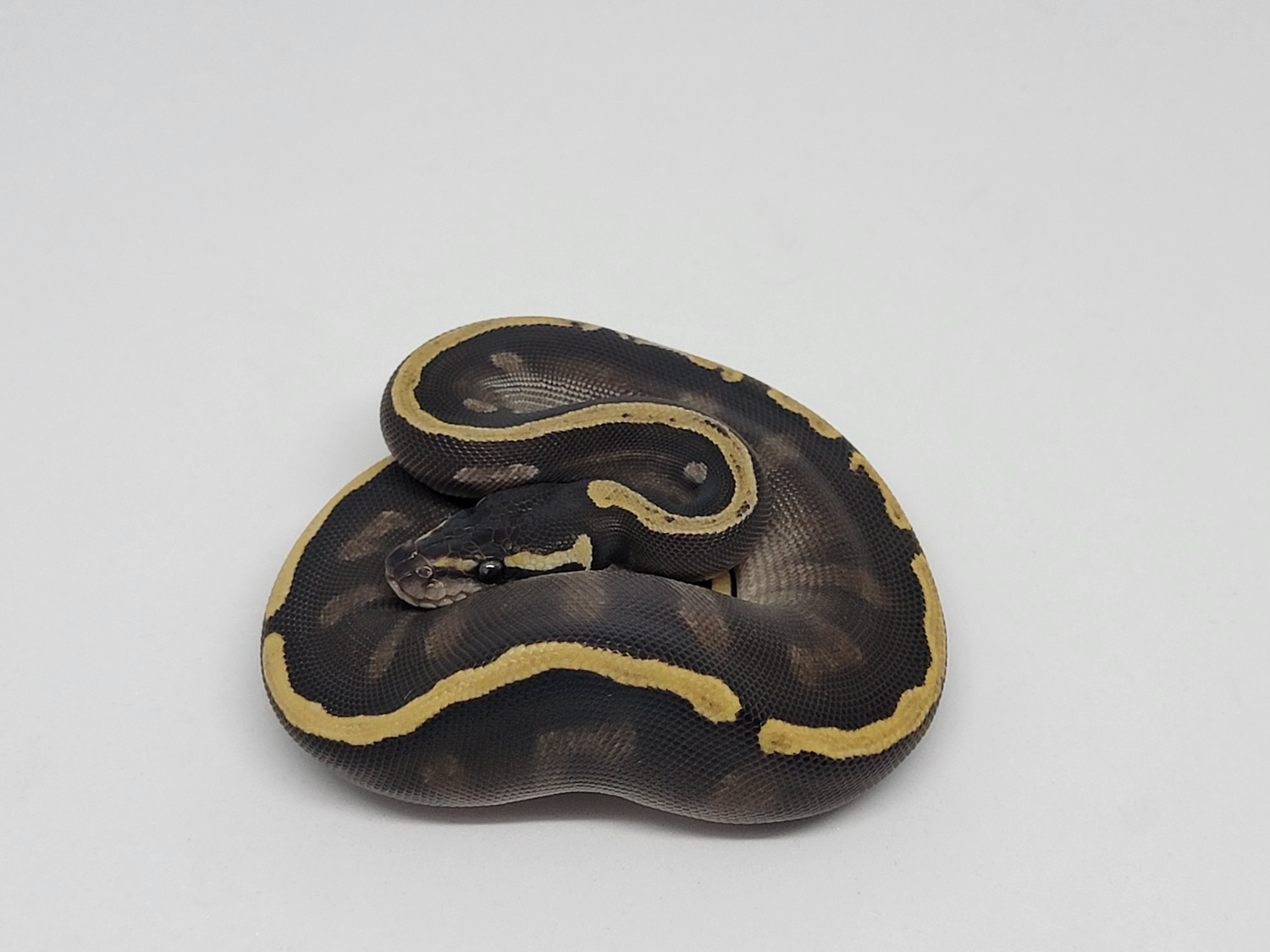 GHI Mojave Het Pied Ball Python by Leveled Up Exotics - MorphMarket
