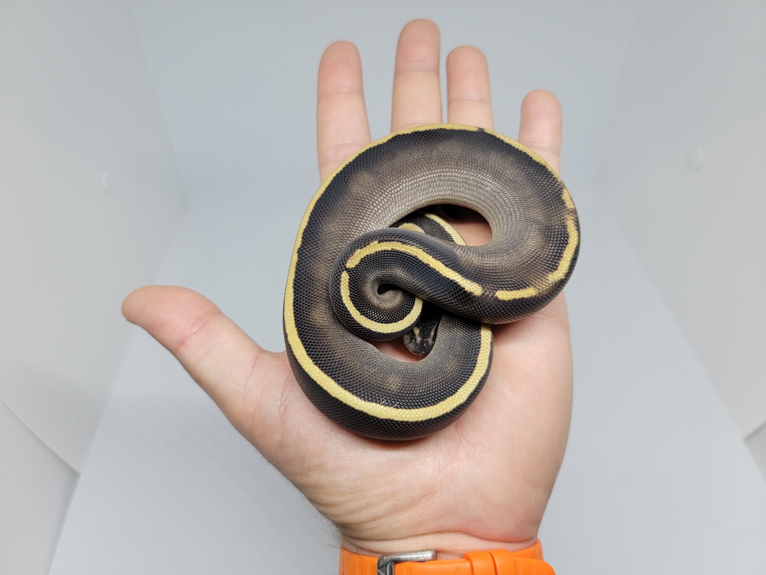 GHI Mojave Het Pied Ball Python by Leveled Up Exotics - MorphMarket