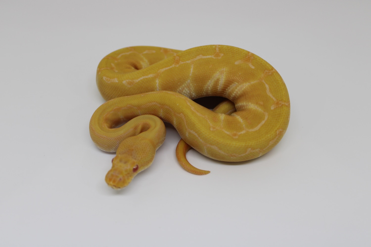 Pinstripe Albino Pos Het Pied Ball Python by Leveled Up Exotics ...