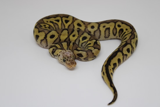 Pastel Spotnose Clown Ball Python by Leveled Up Exotics