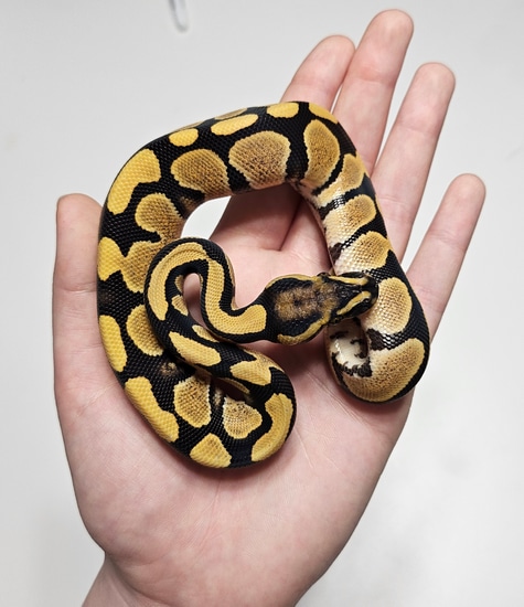 DG Het Hypo Ball Python by Leveled Up Exotics