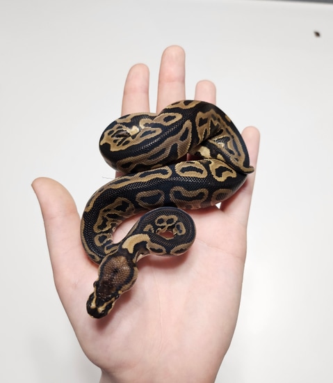 Lori Leopard Het Clown Ball Python by Leveled Up Exotics