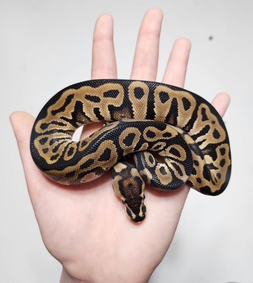 Lori Leopard Het Clown Ball Python by Leveled Up Exotics