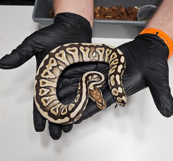 Spotnose Mojave Het Clown Ball Python by Leveled Up Exotics