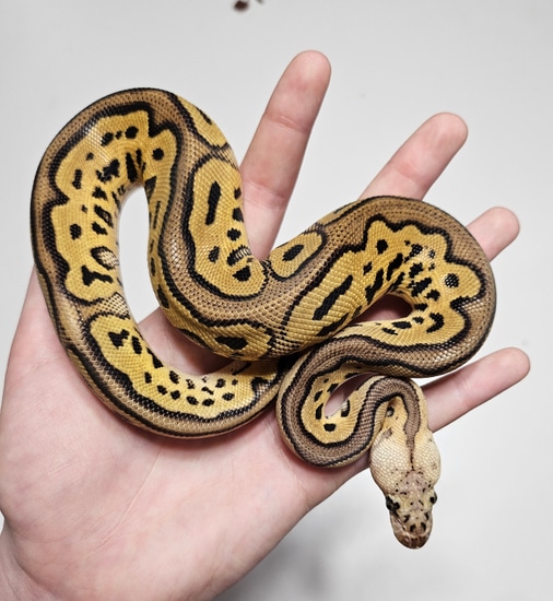 Pastel Leopard Clown Ball Python by Leveled Up Exotics