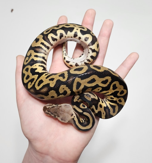 Pastel Leopard Het Clown Ball Python by Leveled Up Exotics